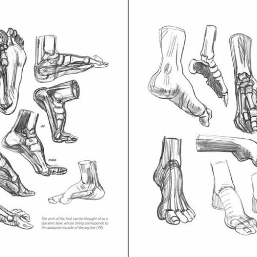 Morpho – How to Draw Anatomy with Morphology – TOA Graphic Books